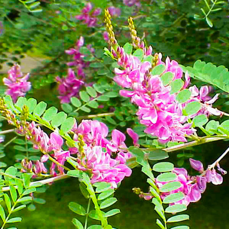 Planta de añil - YucatanAncestral.com - YUCATAN ANCESTRAL